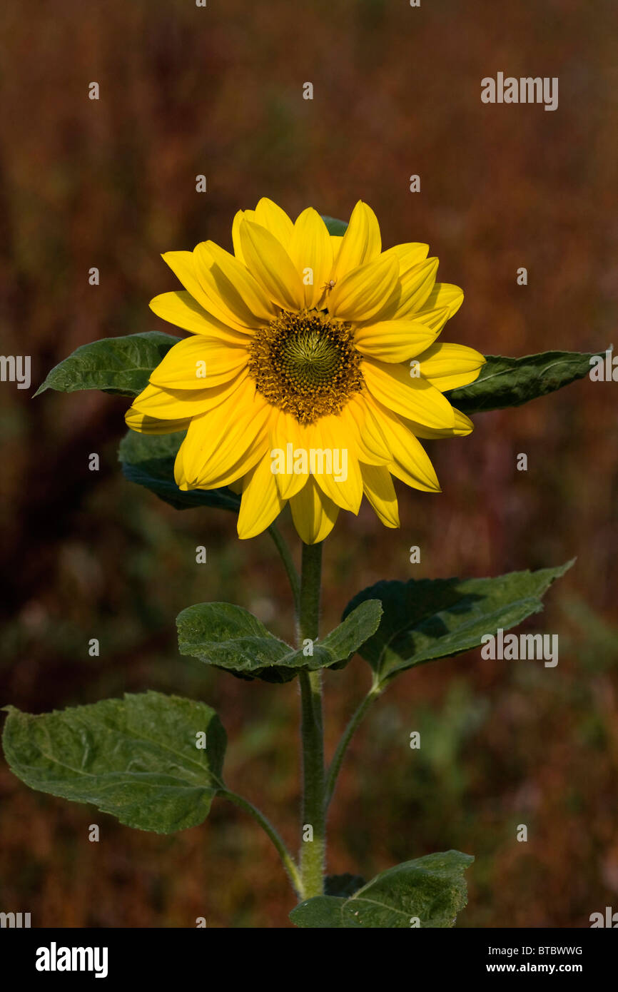 Sunflower head and petals hi-res stock photography and images - Alamy
