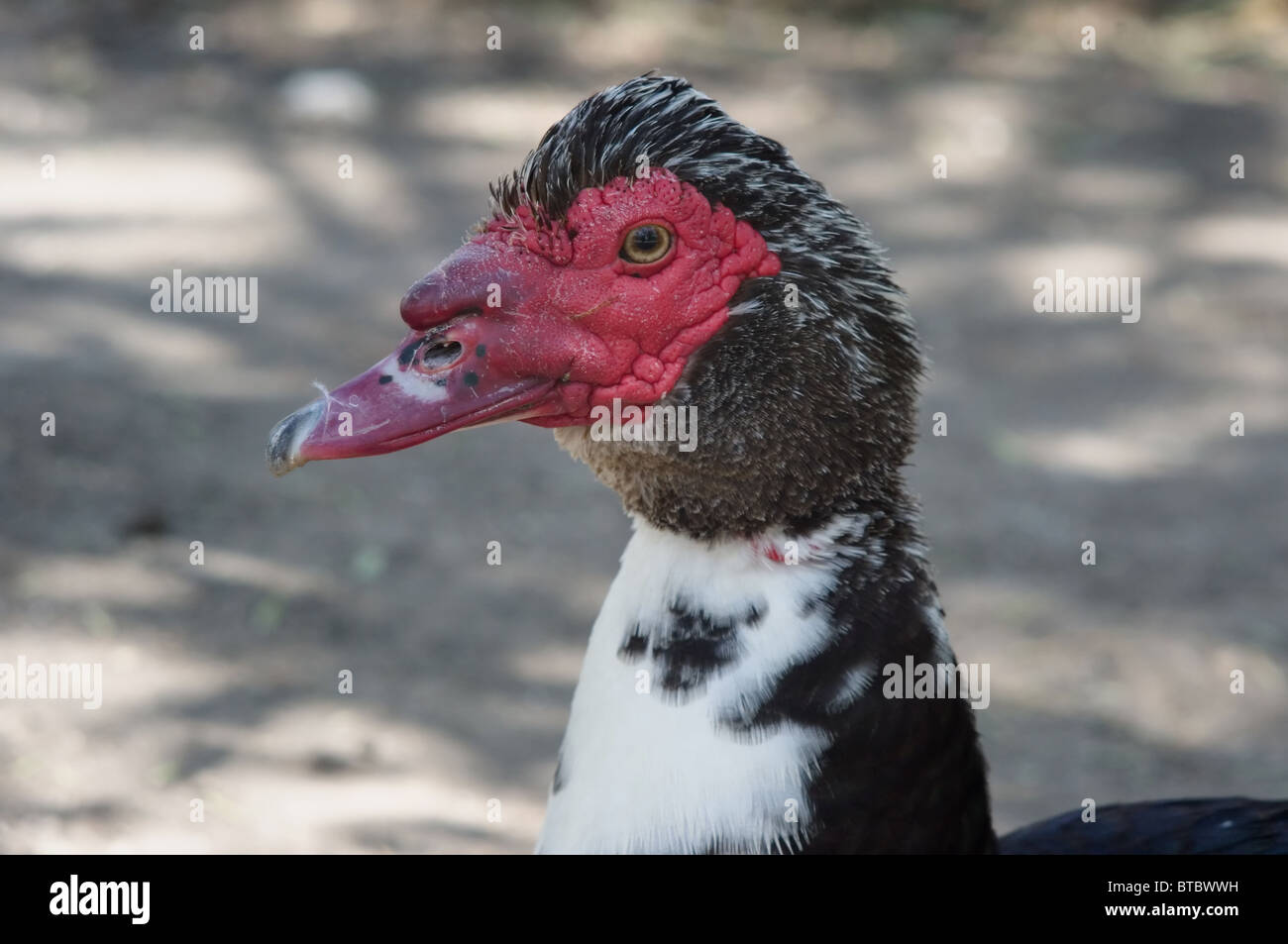 Male Muscovy Duck Stock Photo - Alamy