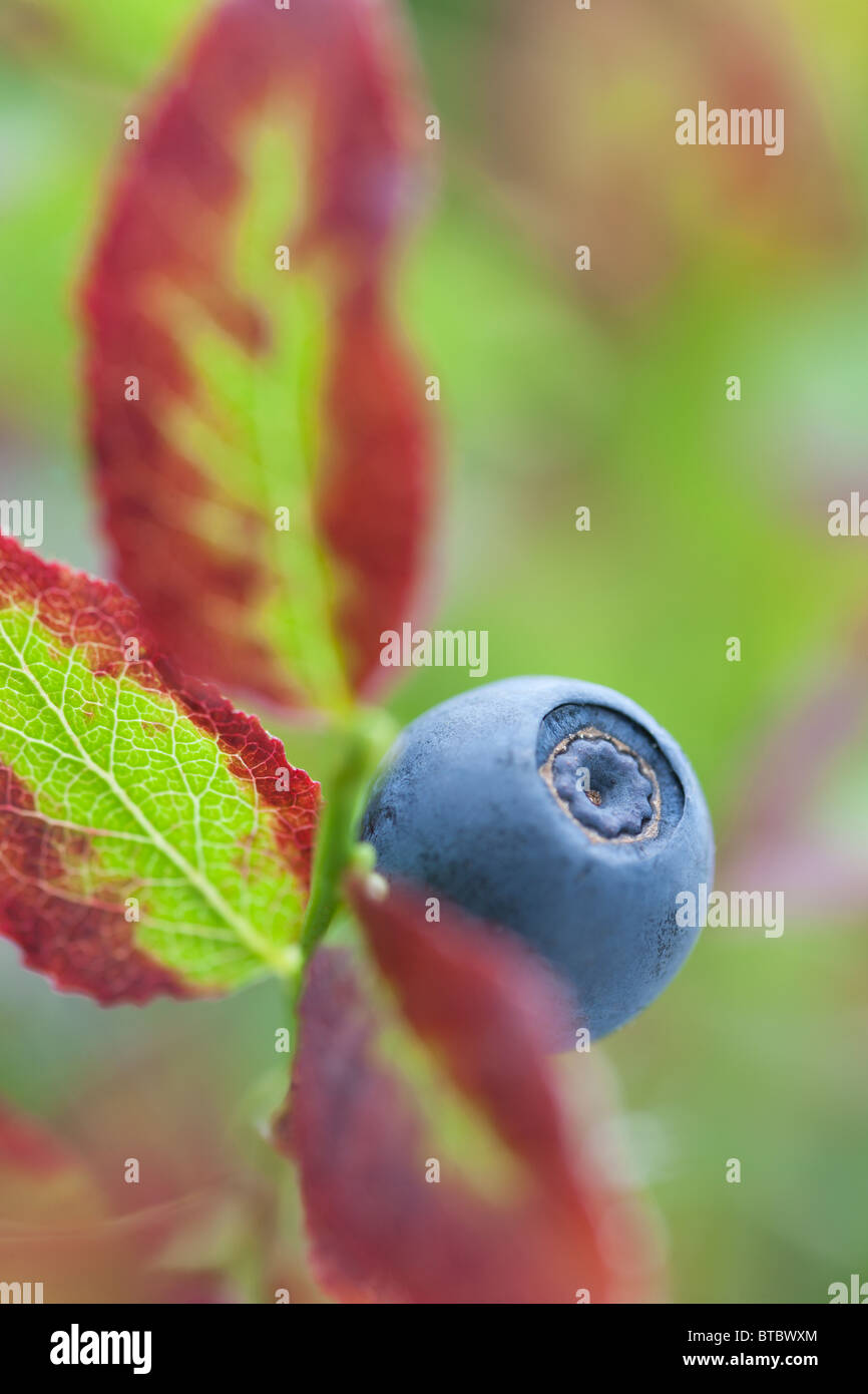 Blue and read hi-res stock photography and images - Alamy