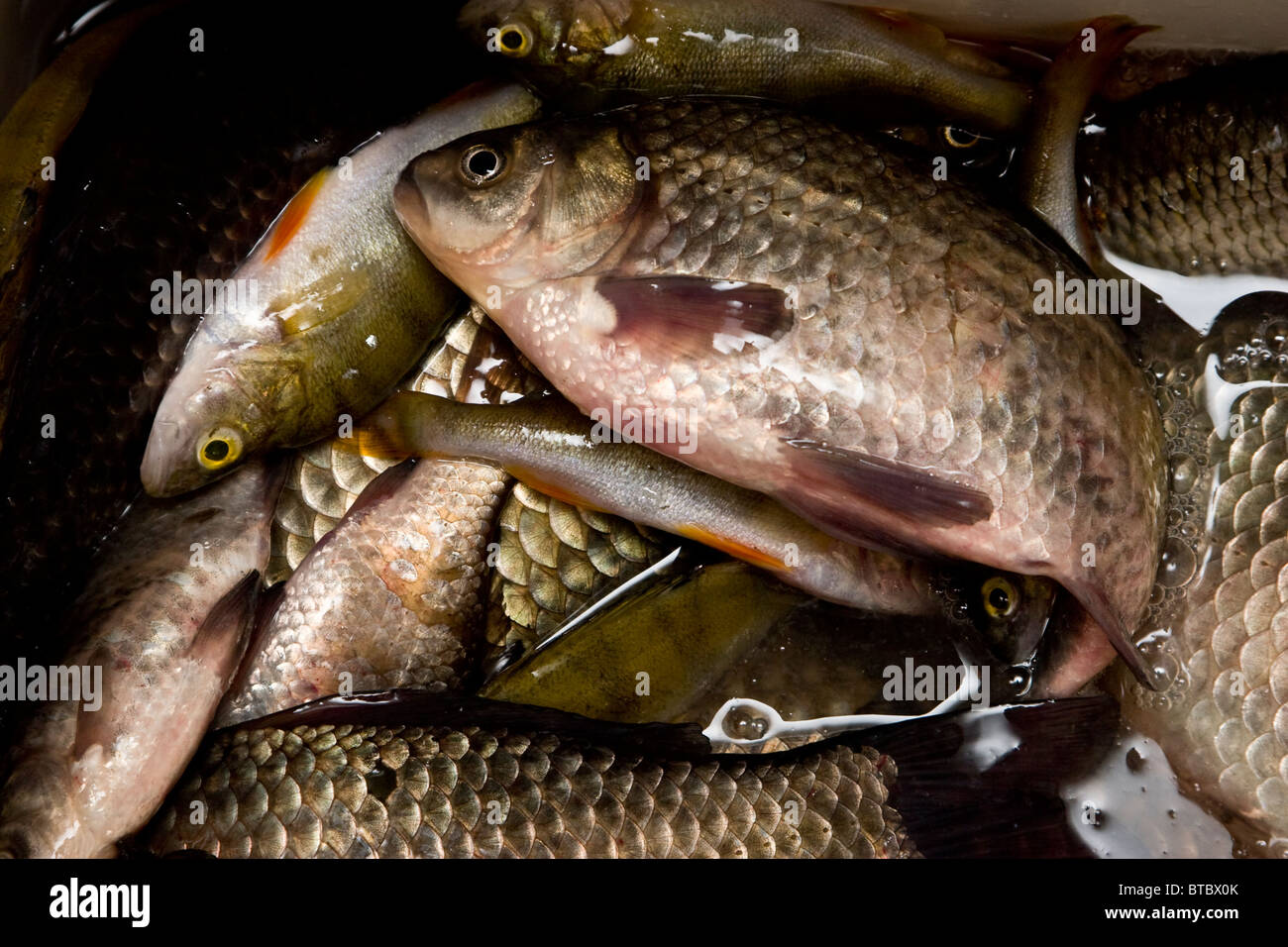 Different fishes caught Stock Photo - Alamy