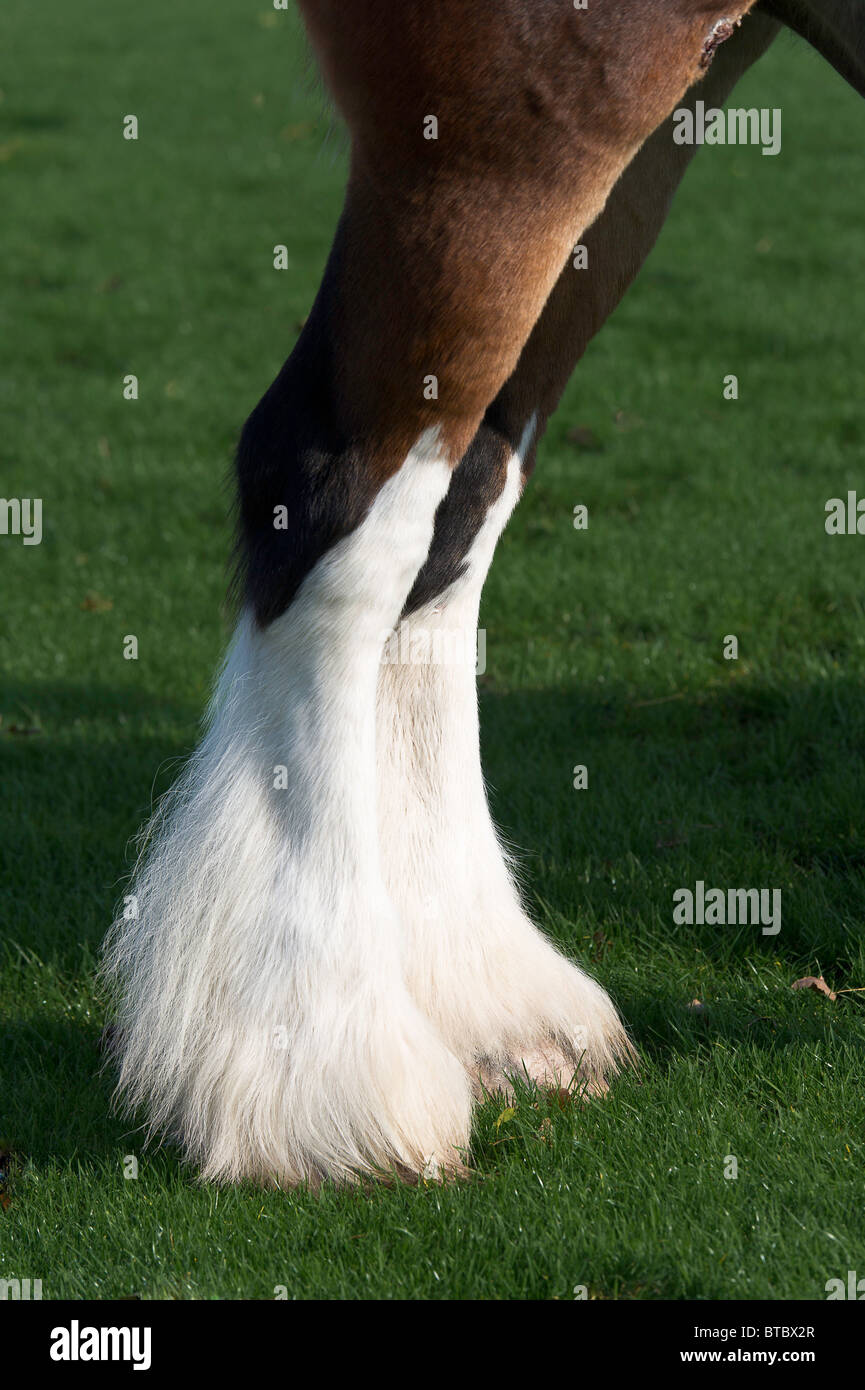 Horse leg hi-res stock photography and images - Alamy
