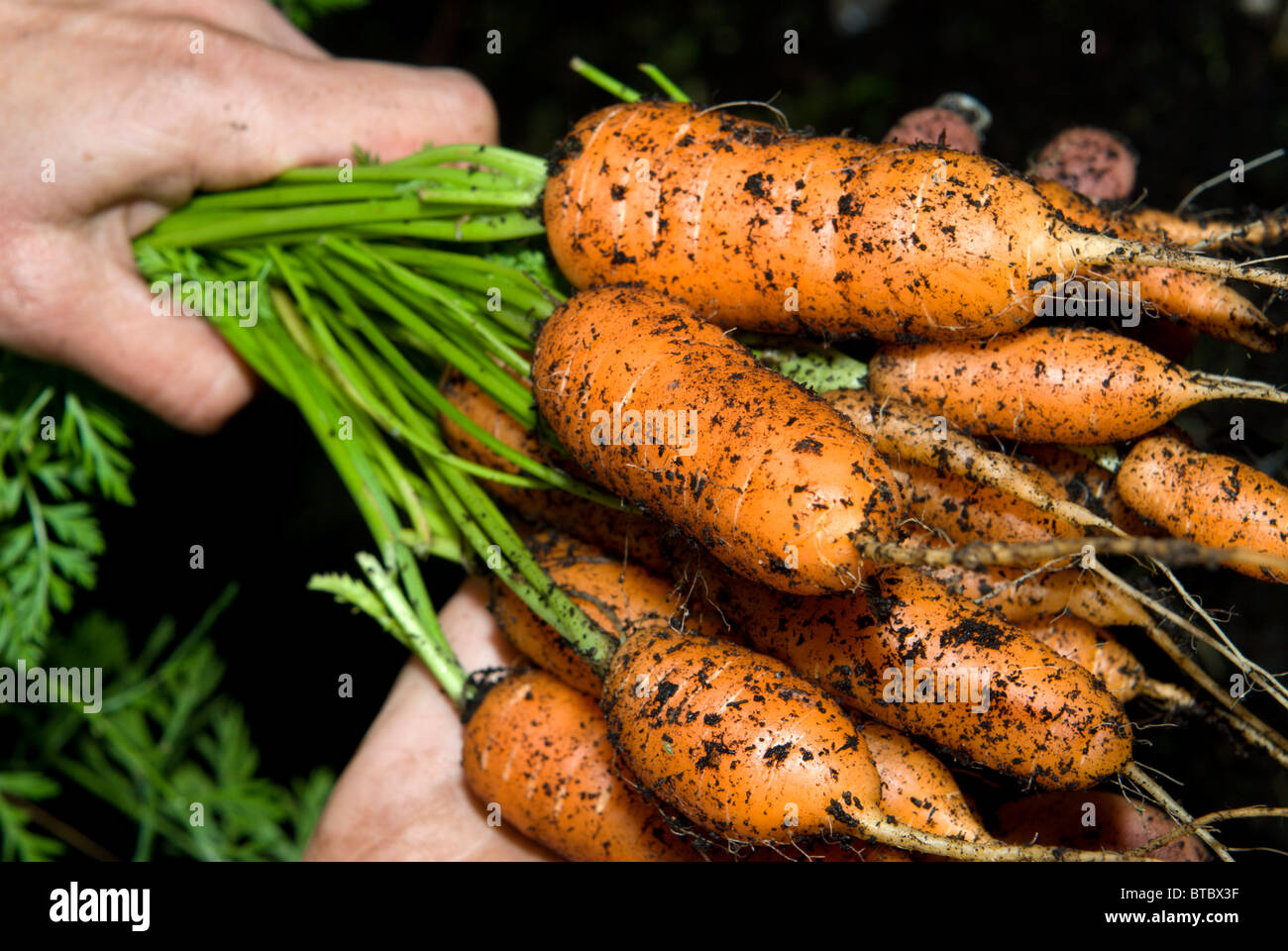 Pulled carrots hi-res stock photography and images - Alamy