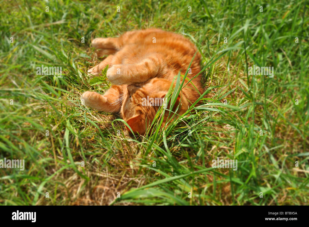 ginger cat playing in garden Stock Photo - Alamy