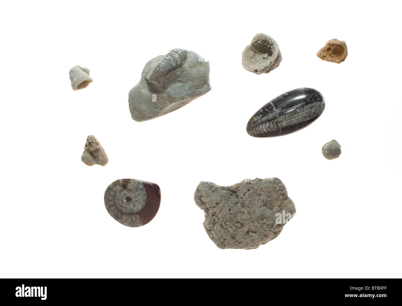Coprolite fossil Cut Out Stock Images & Pictures - Alamy