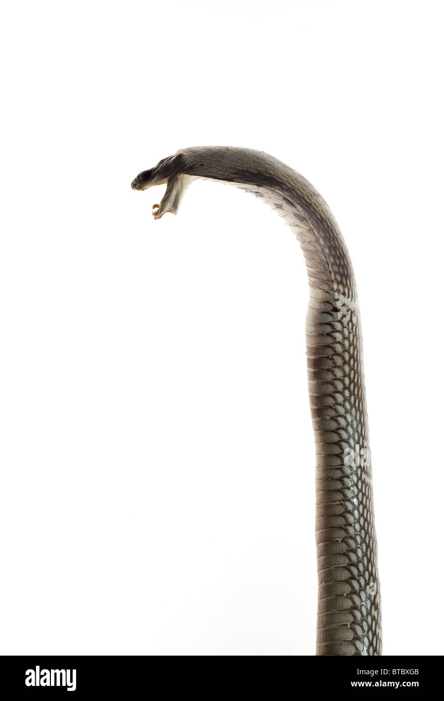 Standing cobra hi-res stock photography and images - Alamy