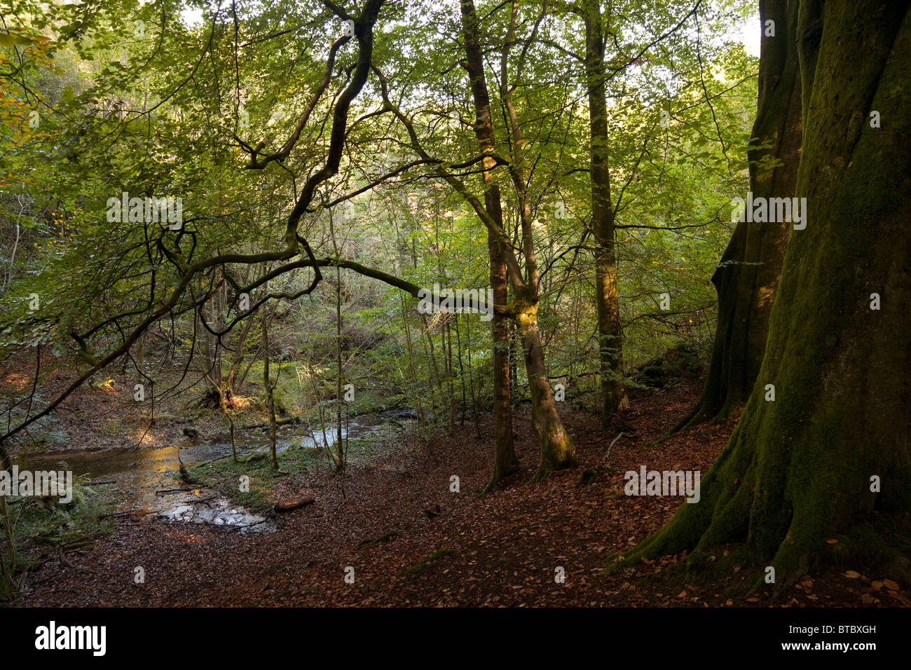 woodland stream in autumn sunlight Stock Photo - Alamy