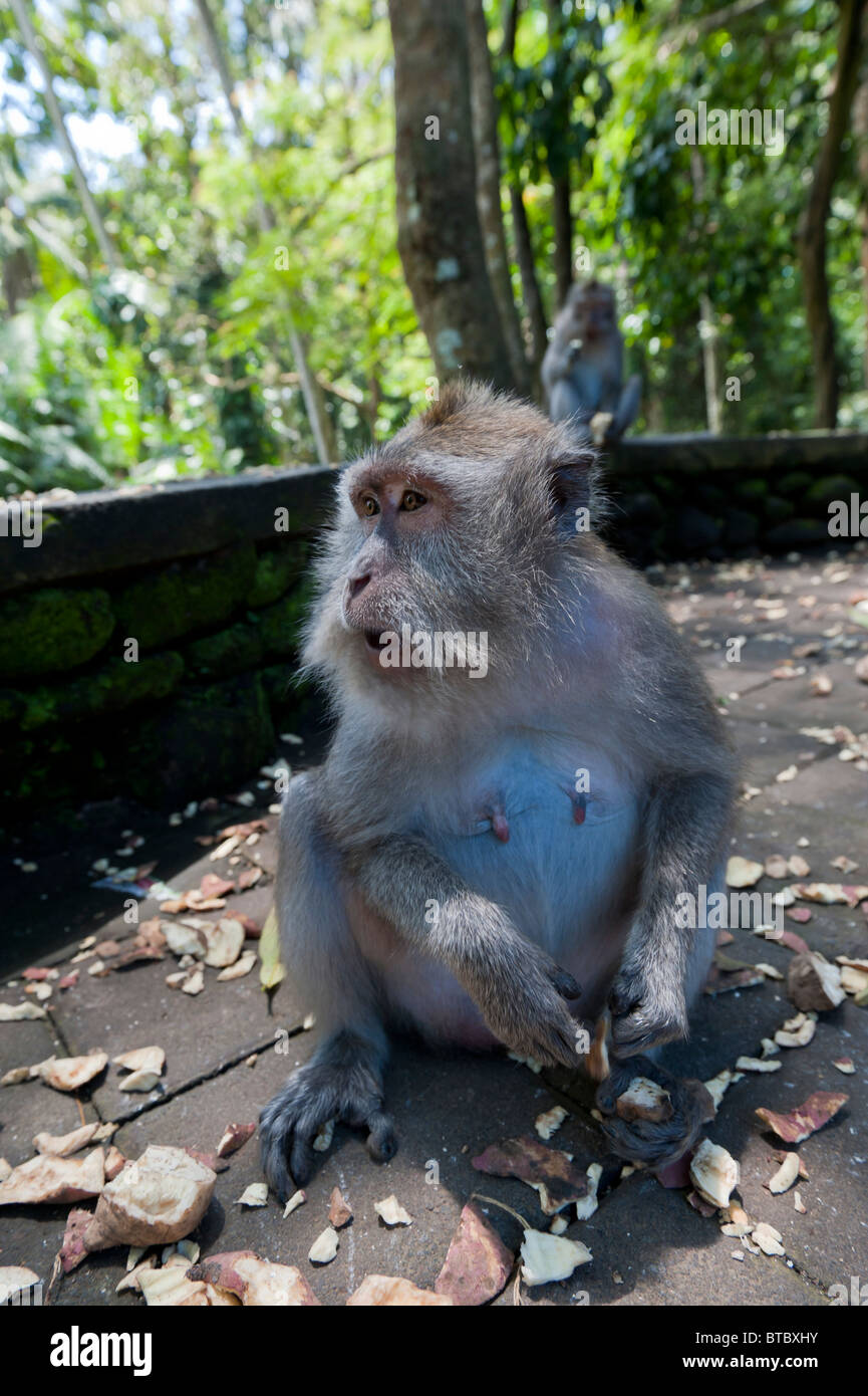 Long Tailed Macaque at the Sacred Monkey Forest Sanctuary and Temple in ...