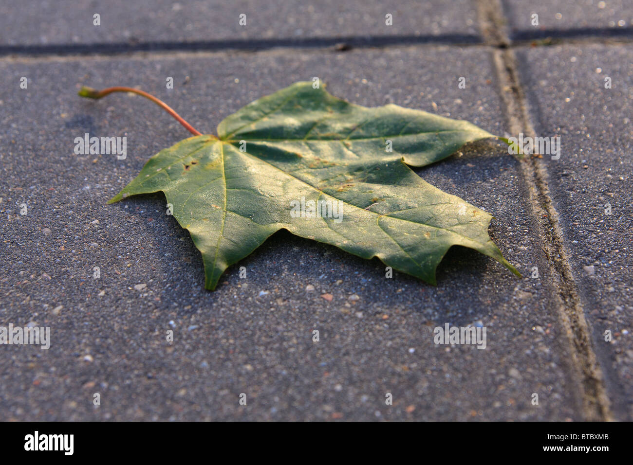 Autumn fallen leaf of maple tree lying on a pavement Stock Photo - Alamy