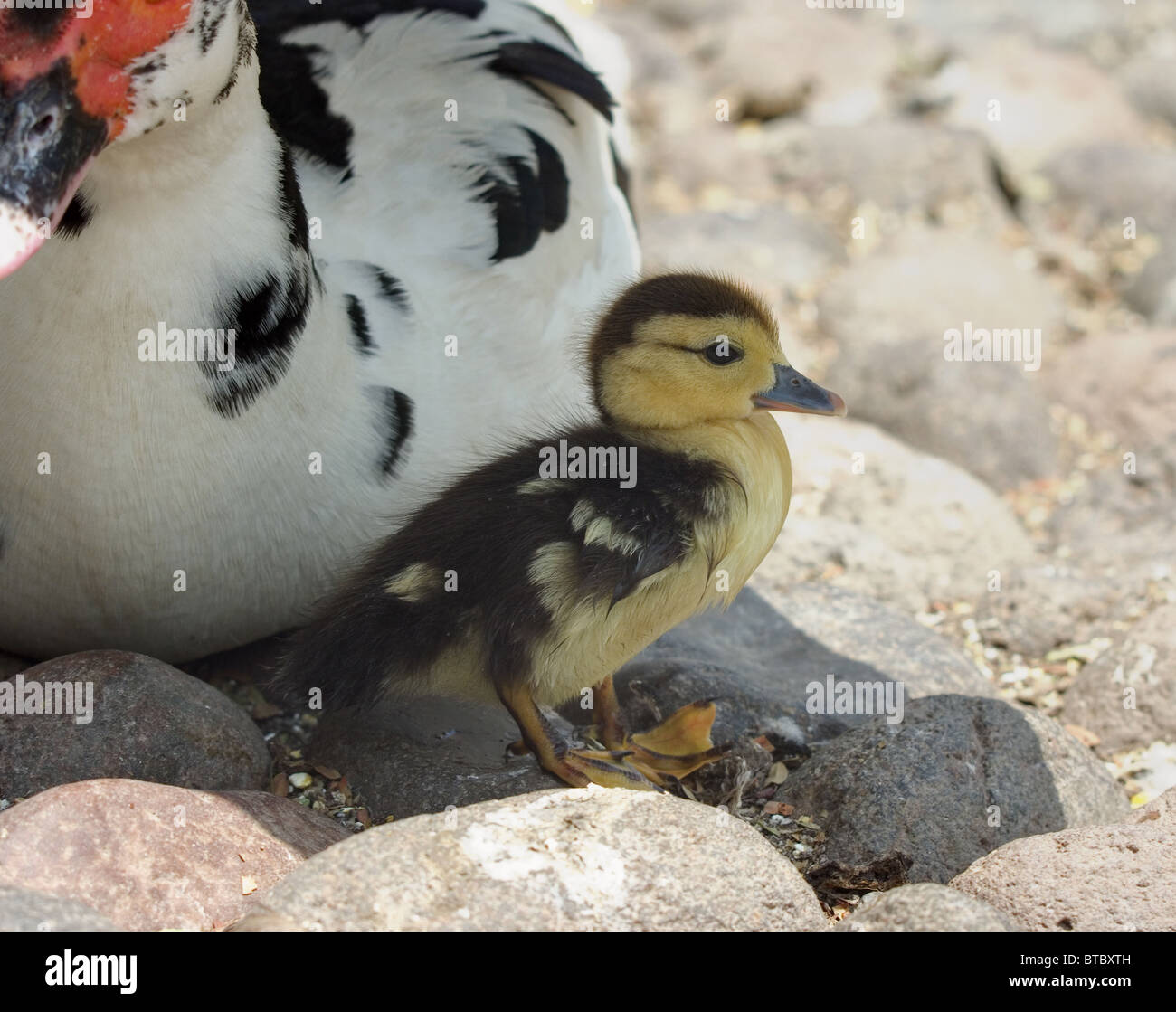Baby Muscovy duck standing next to his mother Stock Photo - Alamy