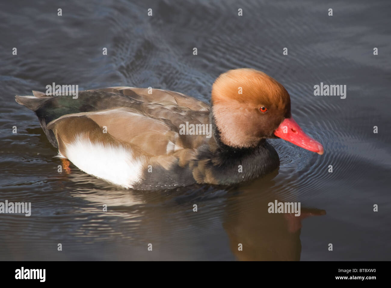 Male crested duck hi-res stock photography and images - Alamy