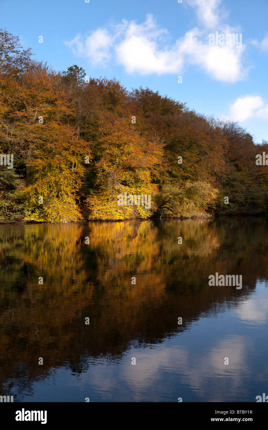autumn trees reflected in still lake Stock Photo - Alamy