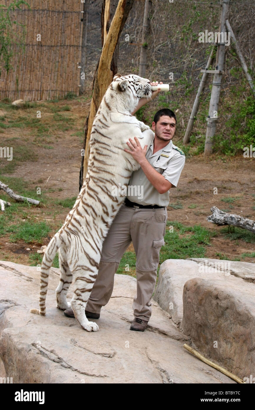 Juvenile White Bengal Tiger drinking milk from a bottle, Cango Wildlife ...