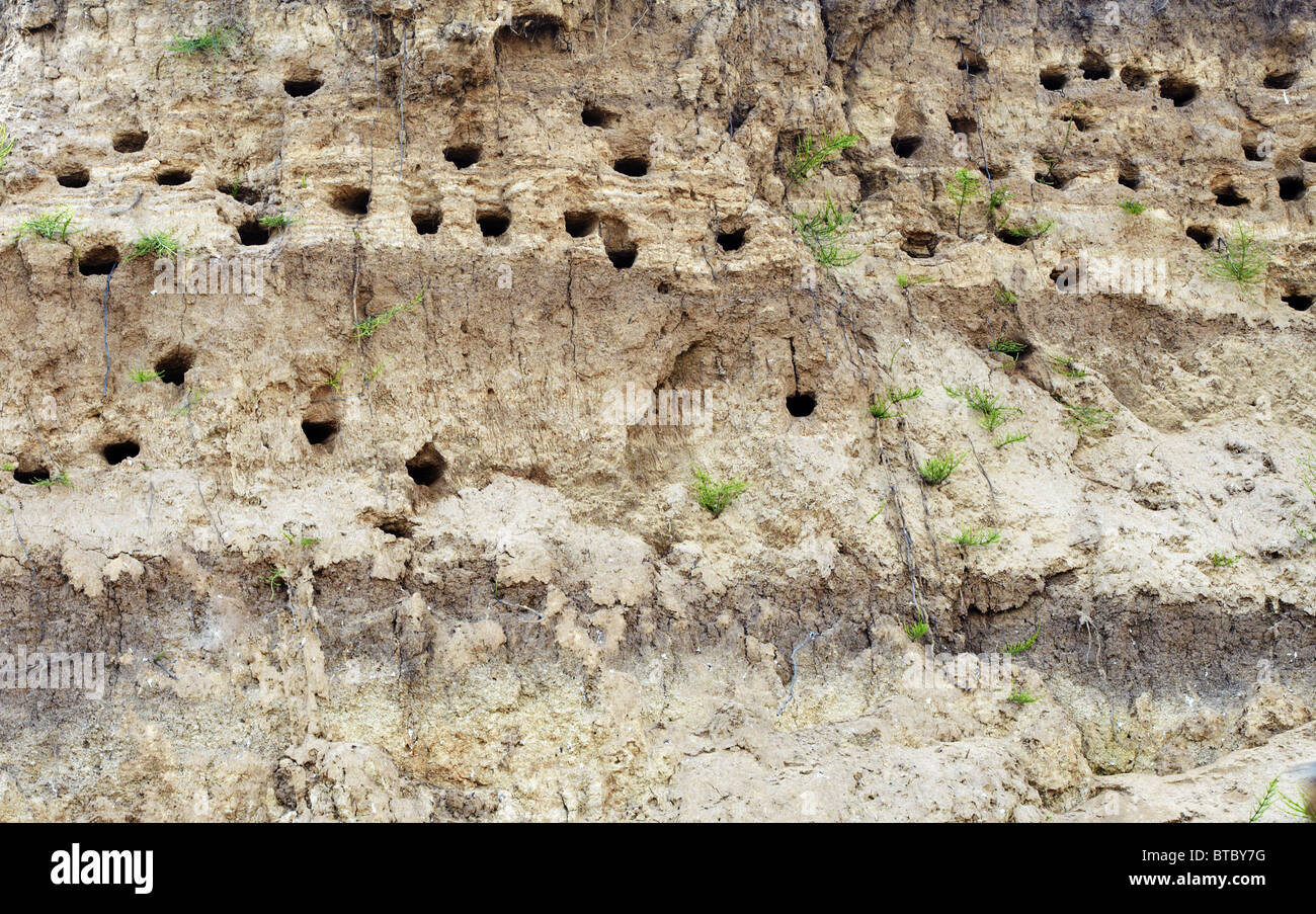Holes dug by birds - swallows in river bank Stock Photo - Alamy
