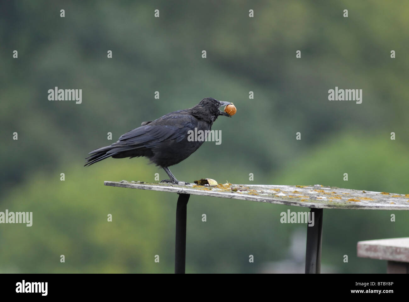 Nut cracking beak hi-res stock photography and images - Alamy