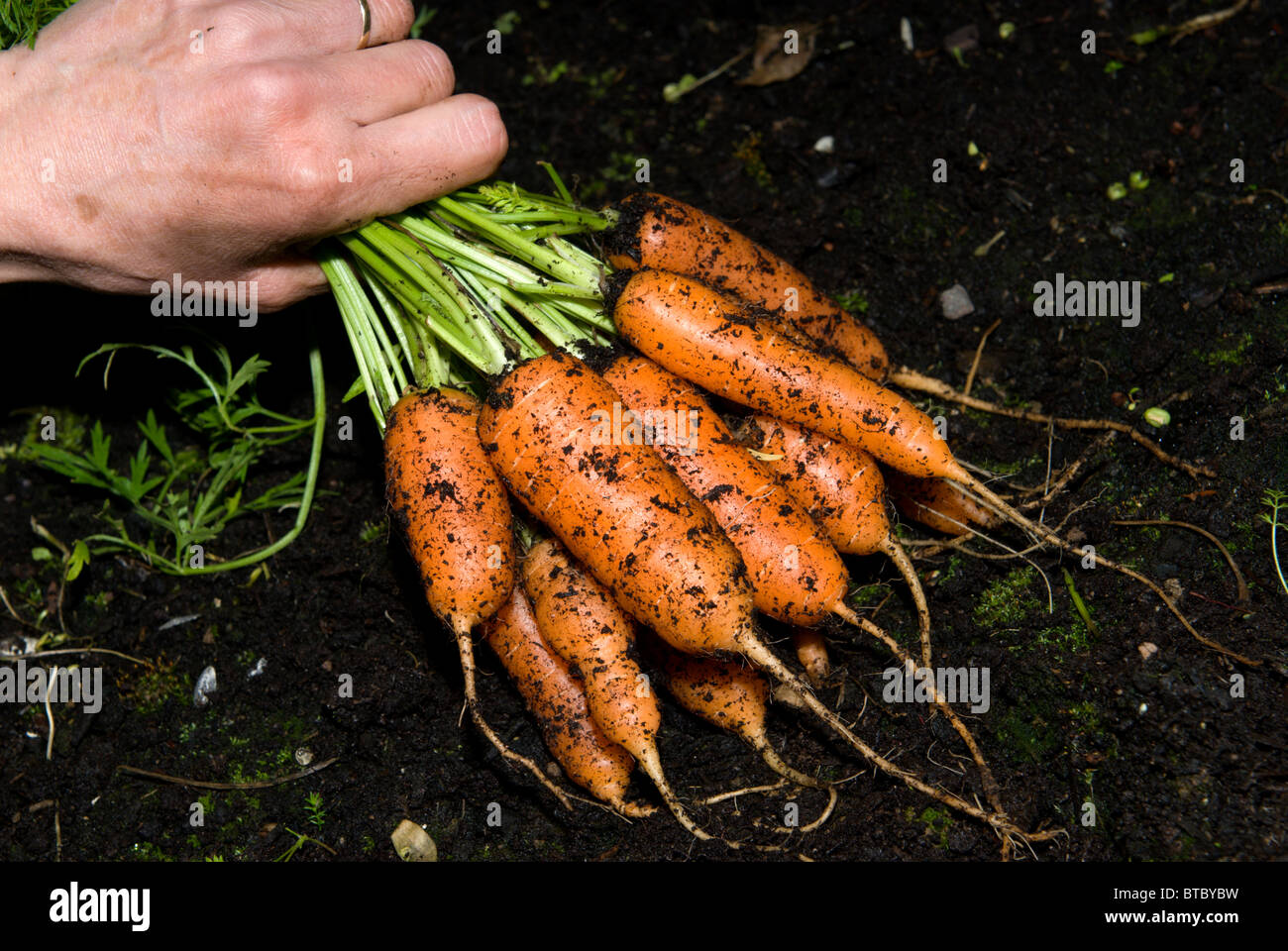 Home grown fresh Carrots being pulled from a vegetable plot Stock Photo ...