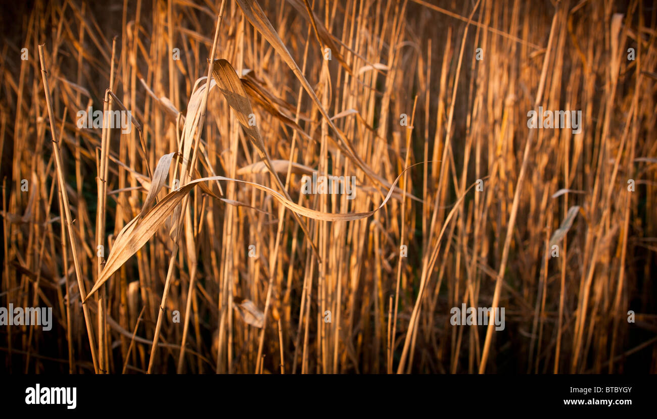 Plants wither in heat hi-res stock photography and images - Alamy