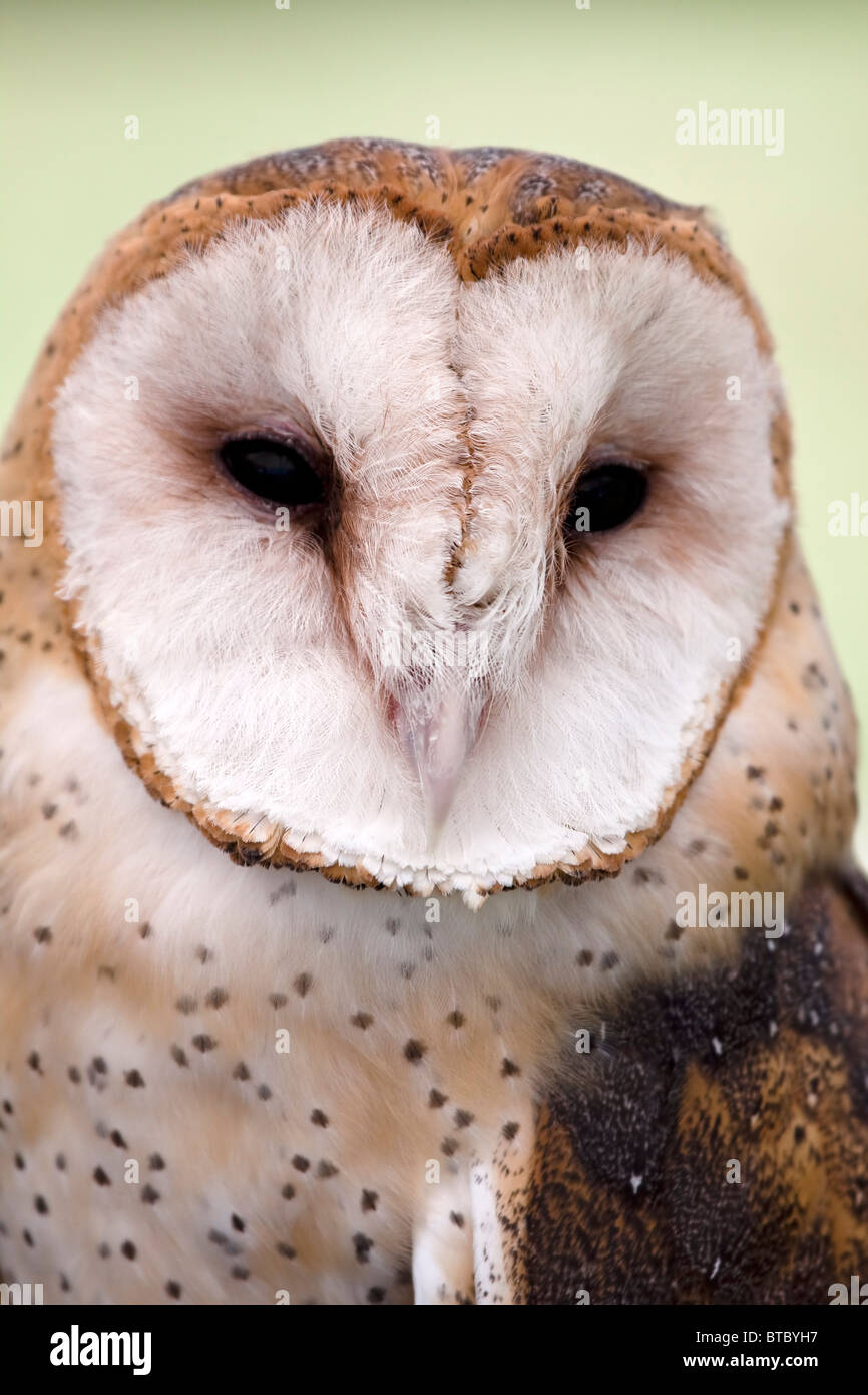 barn owl closeup Stock Photo - Alamy