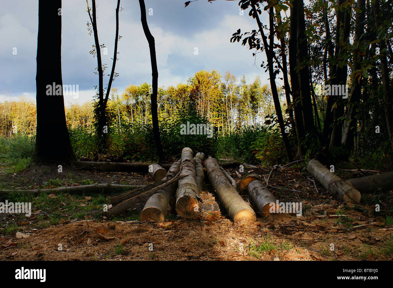 Forest in kent hi-res stock photography and images - Alamy