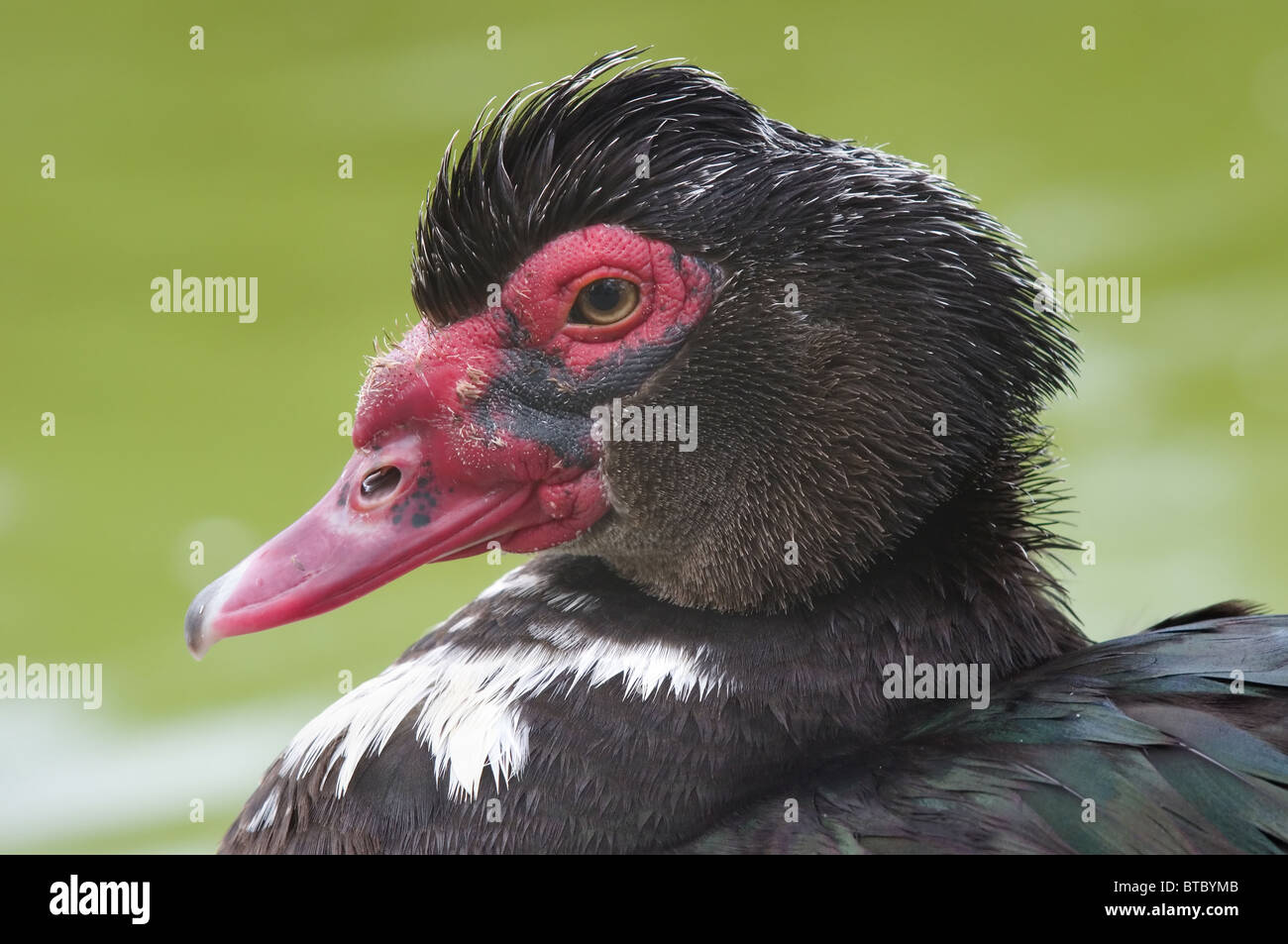 Male Muscovy Duck Stock Photo - Alamy