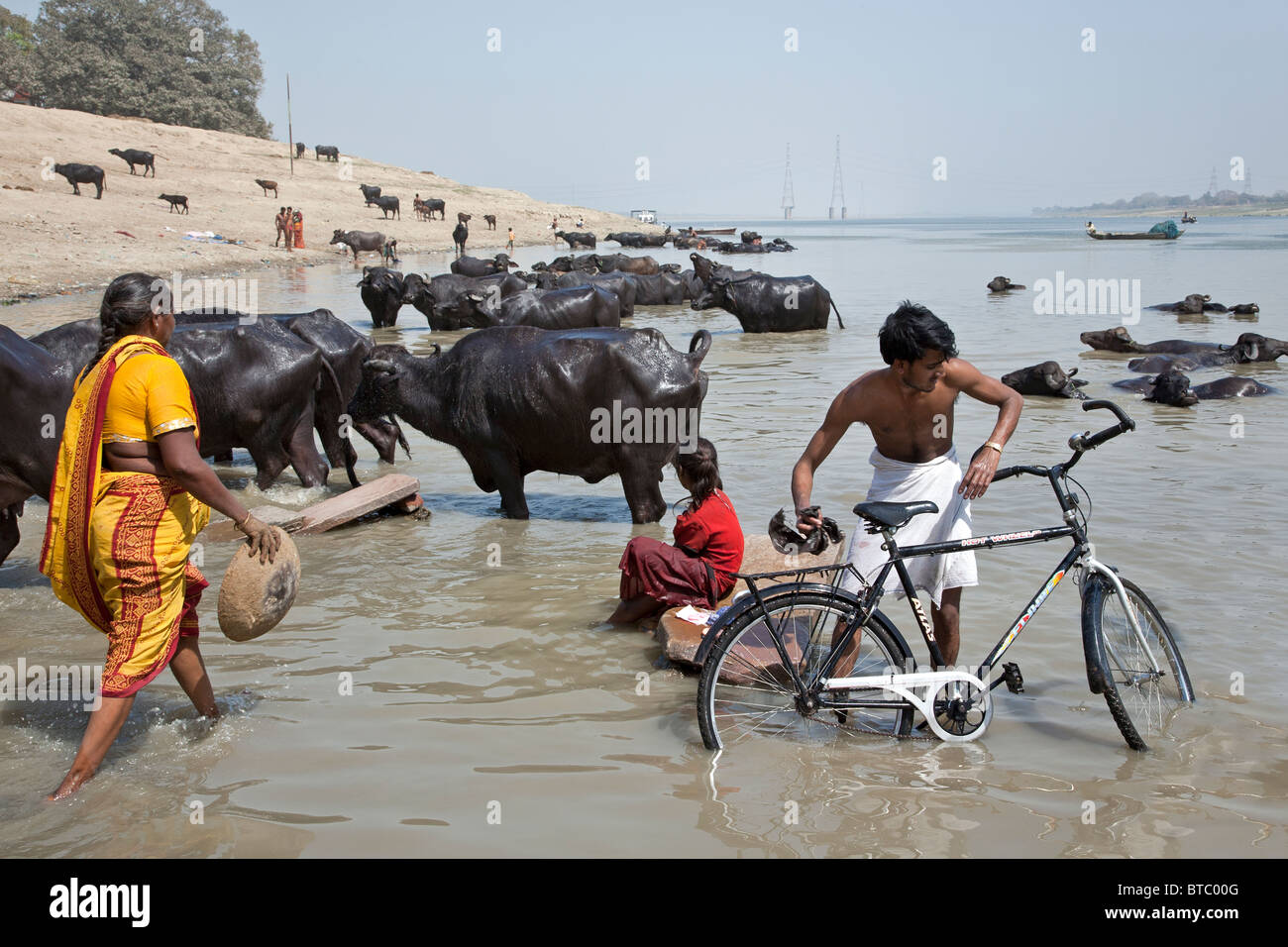 Man cleaning his bike in the Ganges river. Varanasi (Benares). India ...