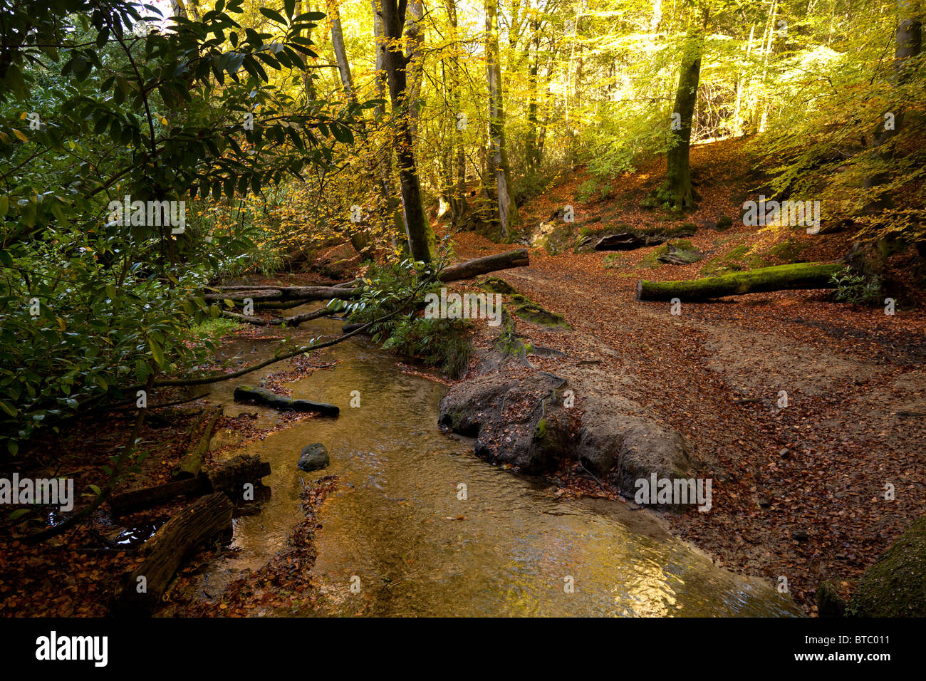 woodland stream in autumn sunlight Stock Photo - Alamy