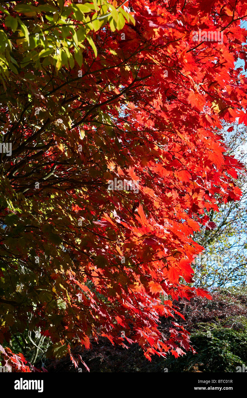 Full moon japanese maple hi-res stock photography and images - Alamy