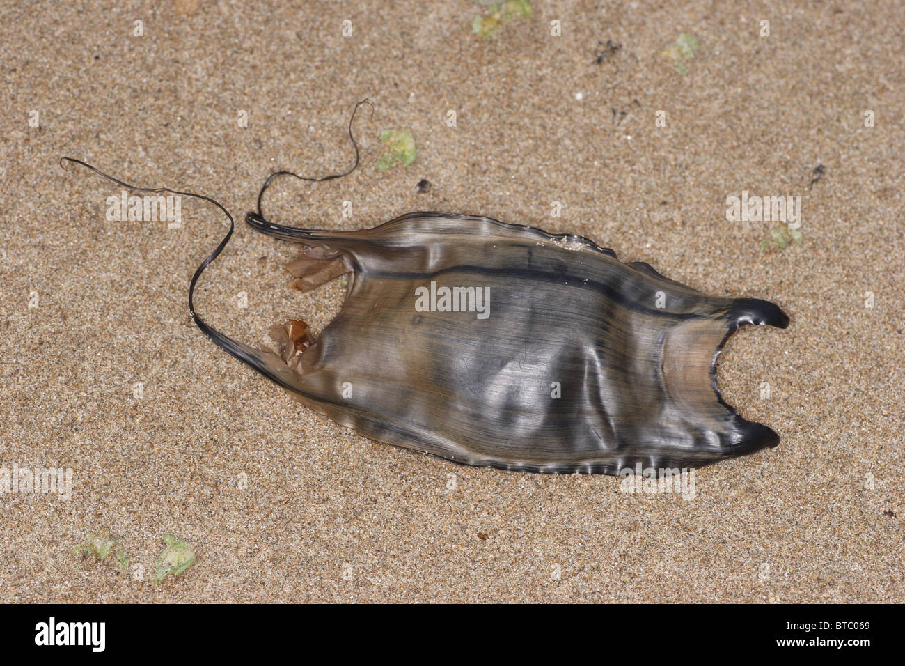 Small eyed ray eggcase, Raja micoocellata, washed up on strandline ...