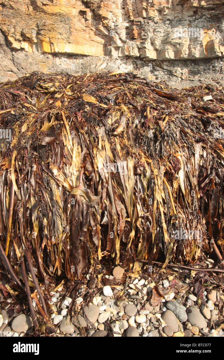 Kelp strandline, large deposit of Kelp, Laminaria digitata. Washed up ...