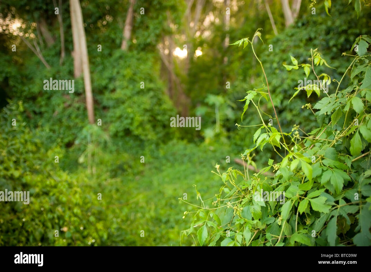 Lush, vibrant greenery in moody forest setting Stock Photo - Alamy