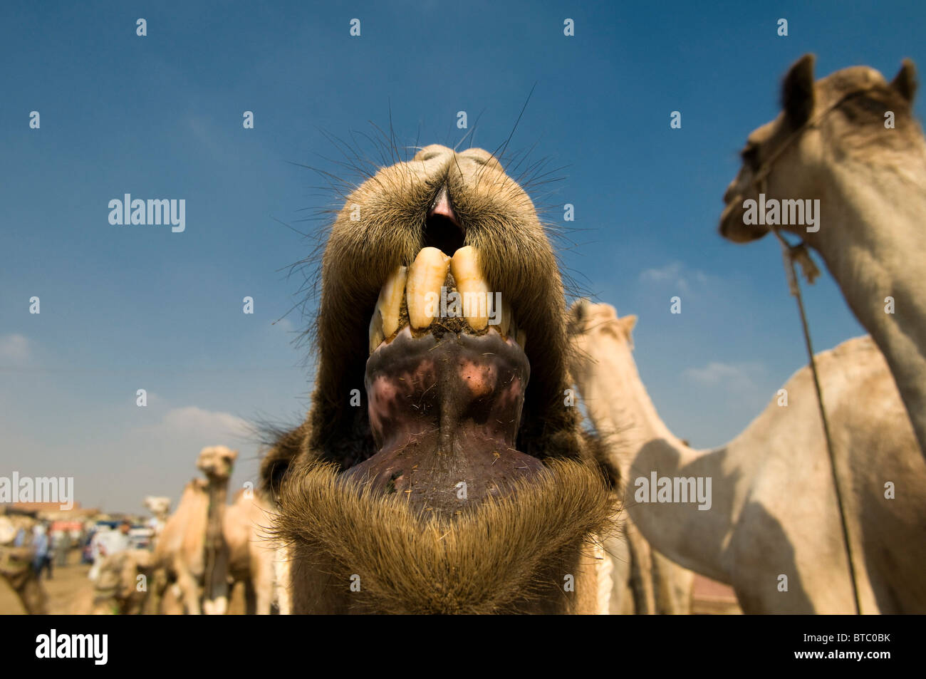 A camel showing its lower teeth at the Birqash Camel Market ( Souq al ...
