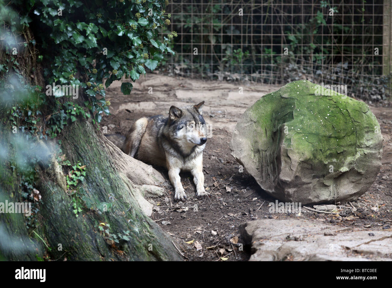 Gray wolf resting, Combe Martin Wildlife Park, Devon, England Stock ...