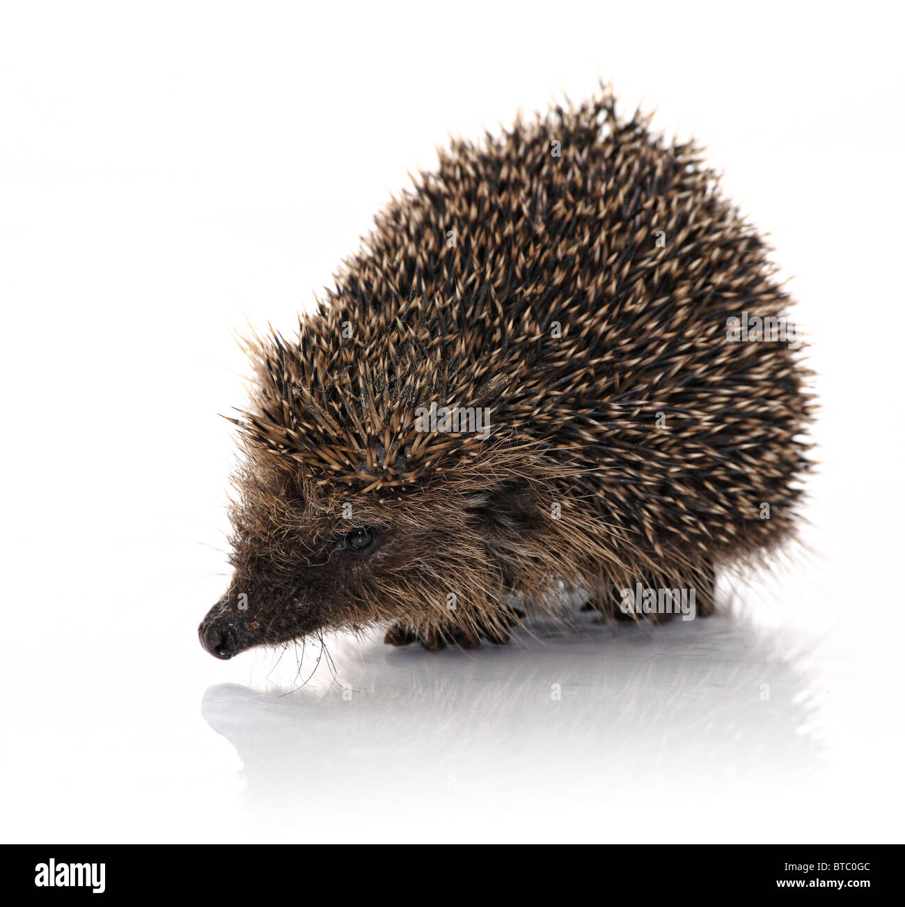 Hedgehog nose hi-res stock photography and images - Alamy