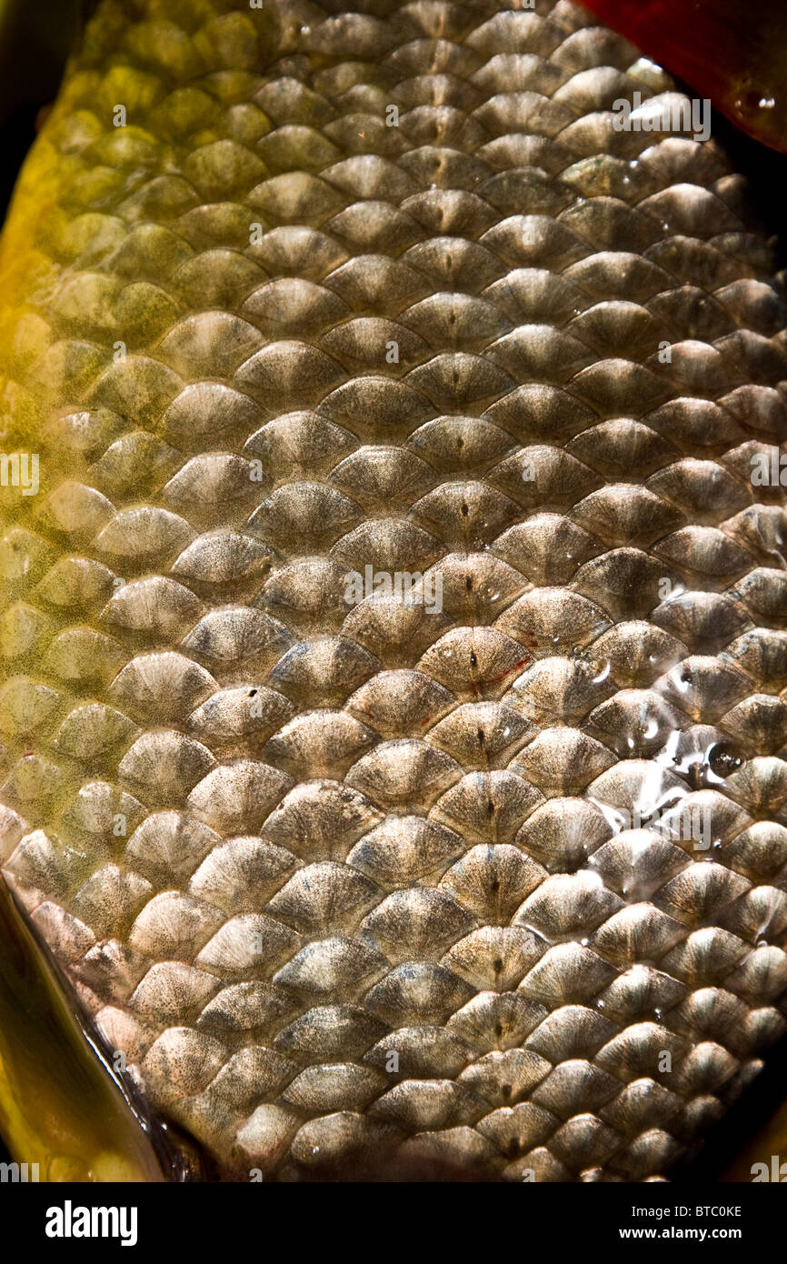 scales of fish carp background Stock Photo - Alamy
