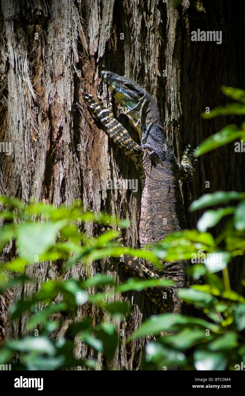 Australian goanna hi-res stock photography and images - Alamy