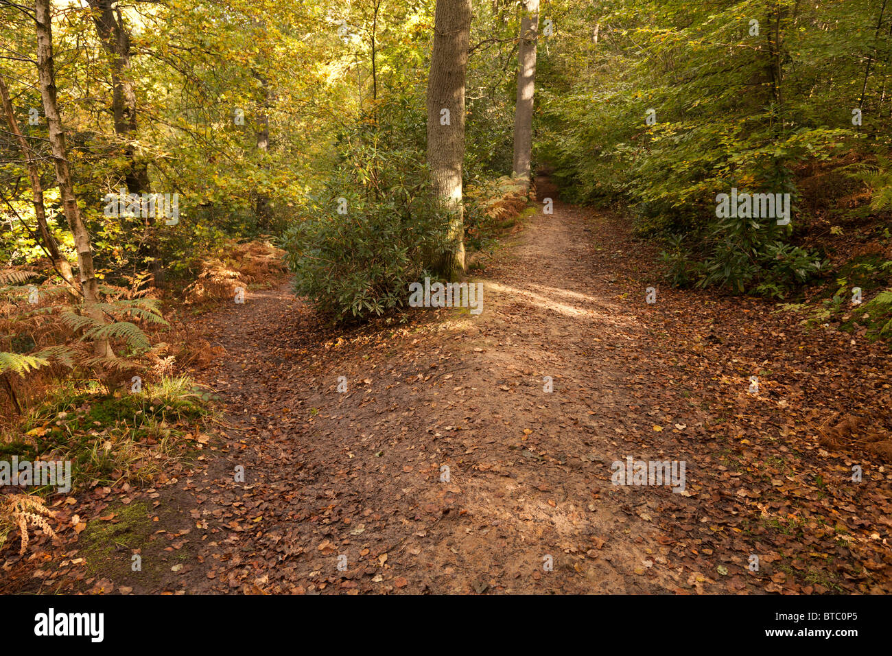 forked path in woodland Stock Photo - Alamy