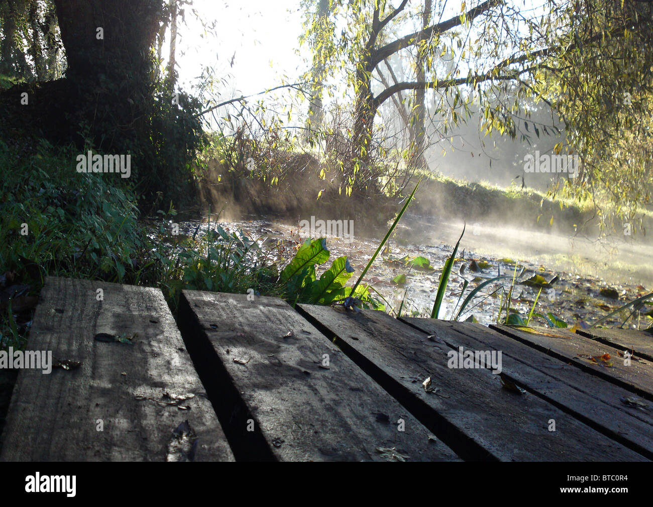 Scene with lilly hi-res stock photography and images - Alamy
