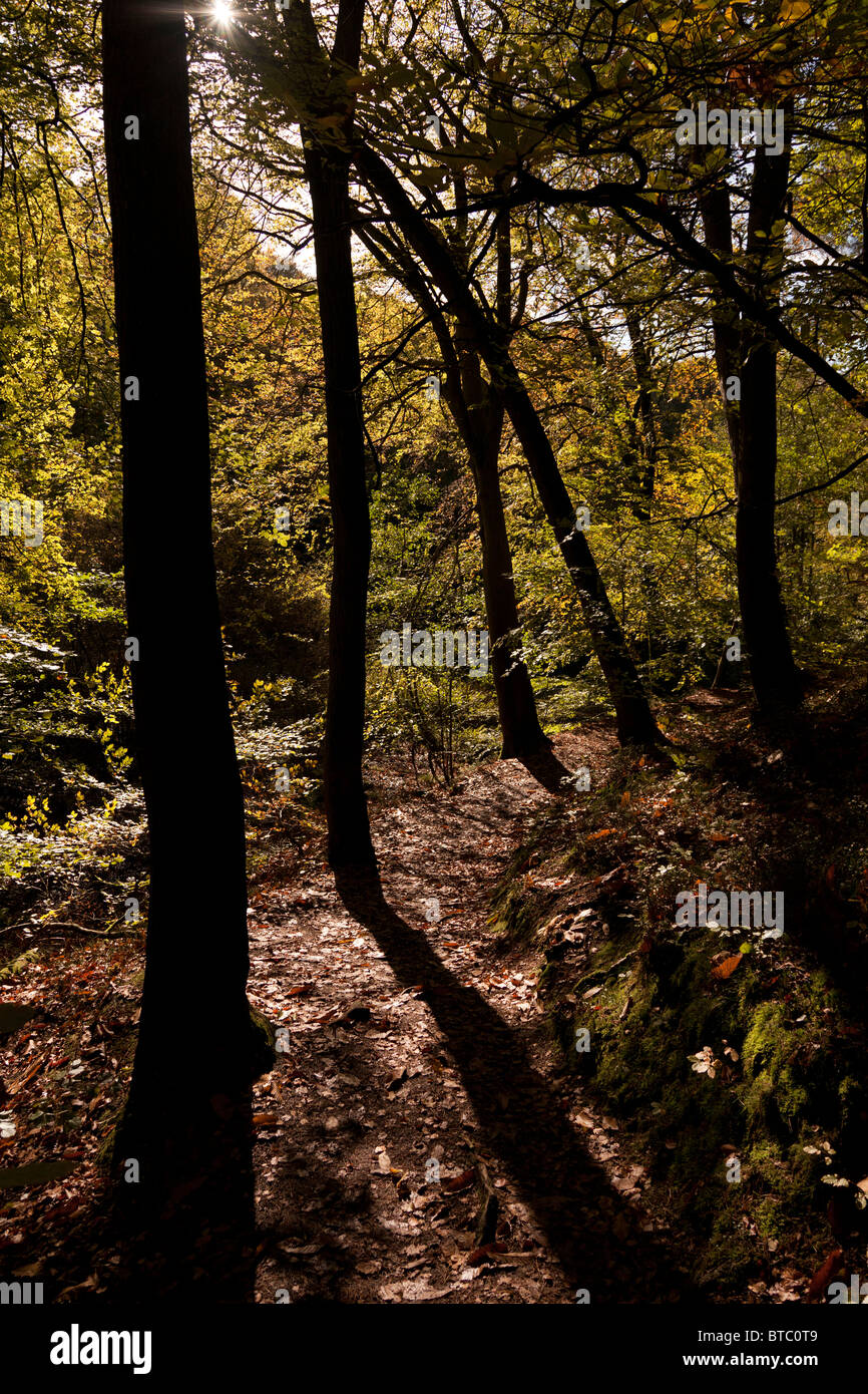 trees casting shadows across woodland footpath Stock Photo - Alamy