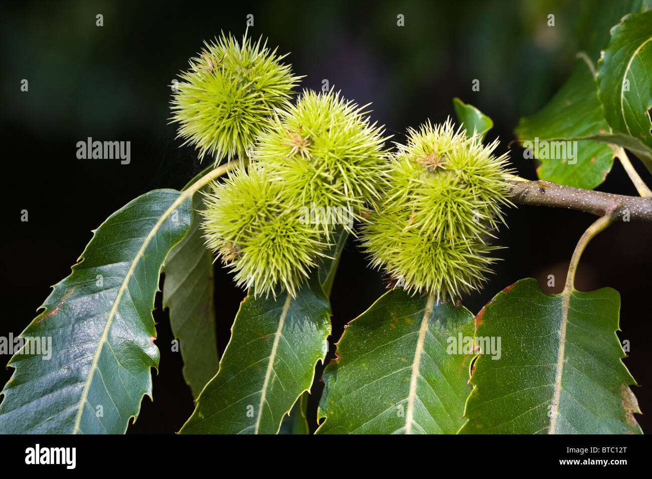 Sweet chestnuts hi-res stock photography and images - Alamy