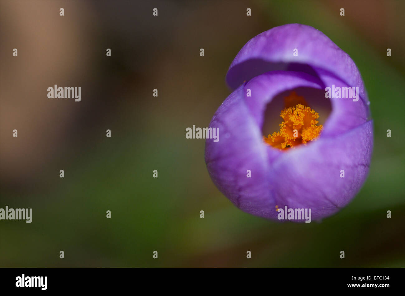 A Snow Crocus opening in Spring Stock Photo - Alamy