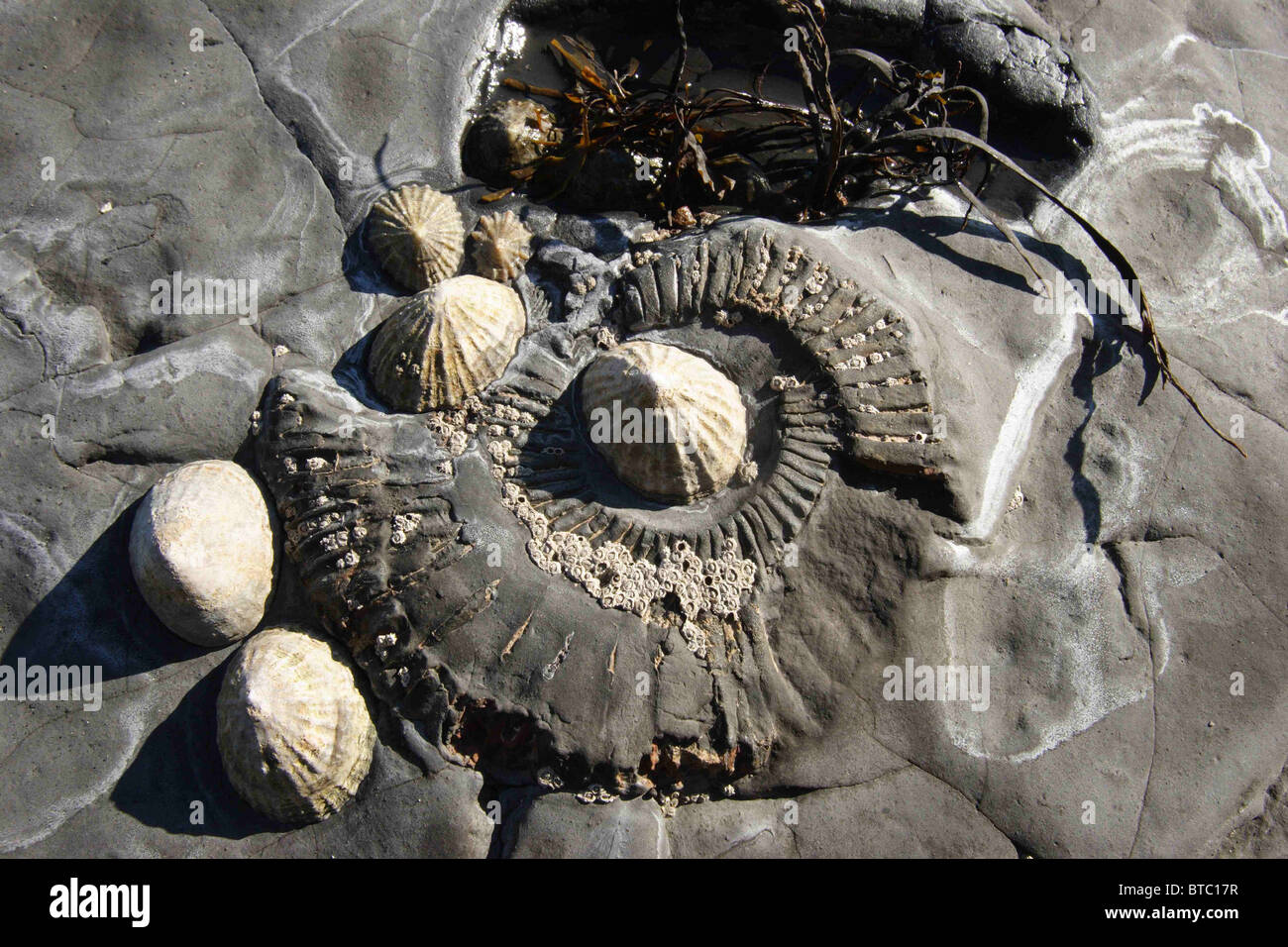 Limpets in Ammonite. Patella vulgata, home scar within fossil Ammonite ...