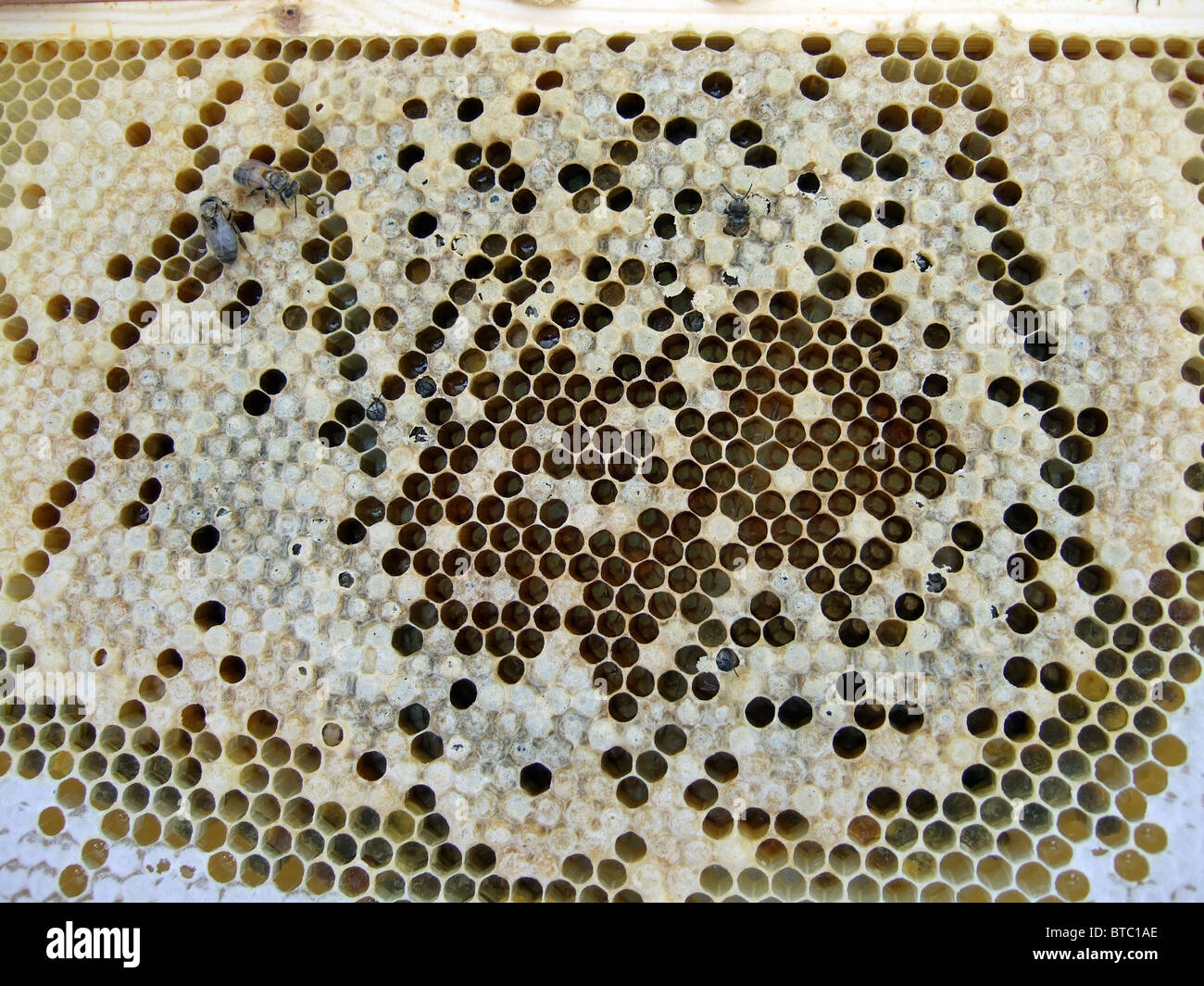 brood chamber bee activity Stock Photo - Alamy