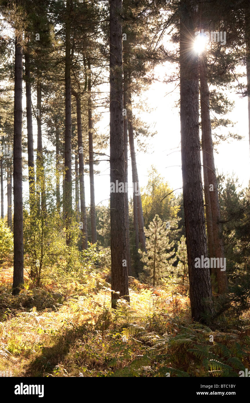 Forestry Commission plantation forest in Sherwood Forest ...
