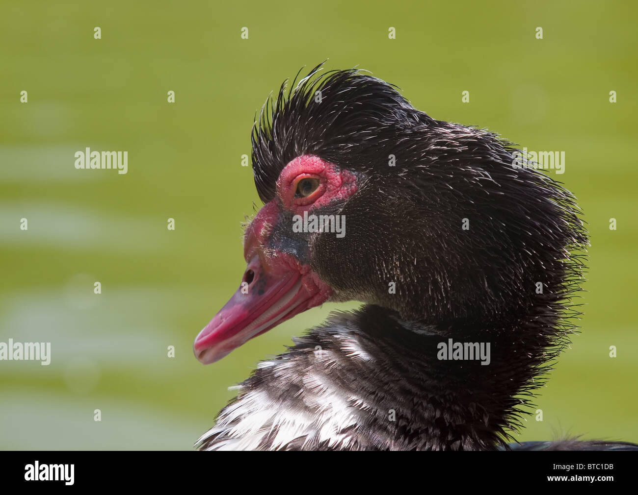 Mexican duck hi-res stock photography and images - Alamy