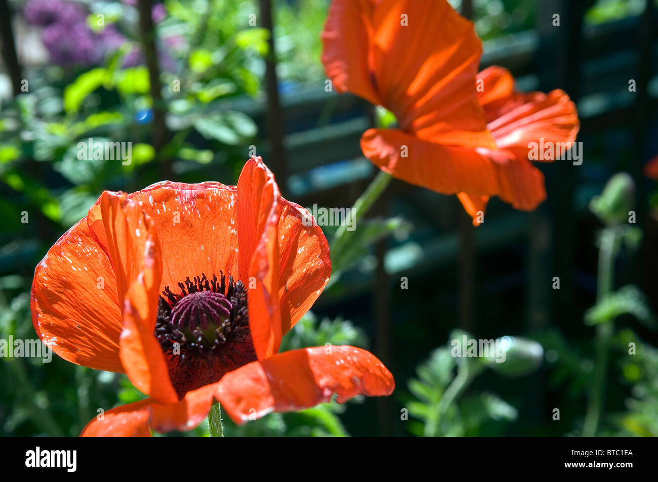 Large ornamental poppies in full bloom in an English garden Stock Photo ...