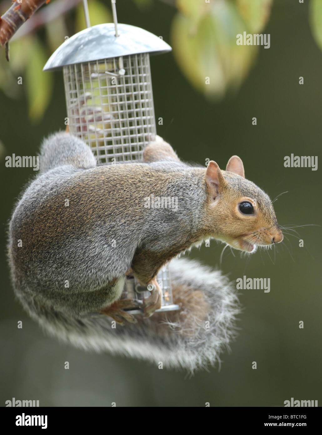 Common british squirrel hi-res stock photography and images - Alamy