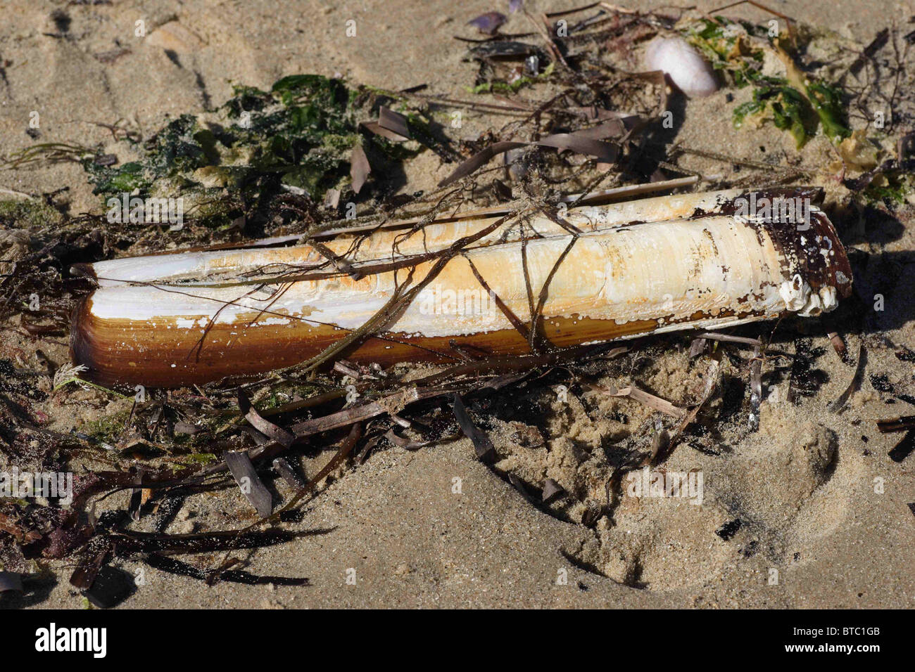 Pod razor shell, Ensis ensis.washed up on strandline, Studland Dorset ...