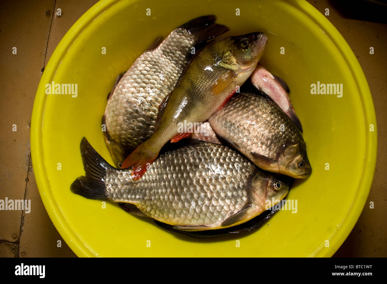 Different fishes hi-res stock photography and images - Alamy