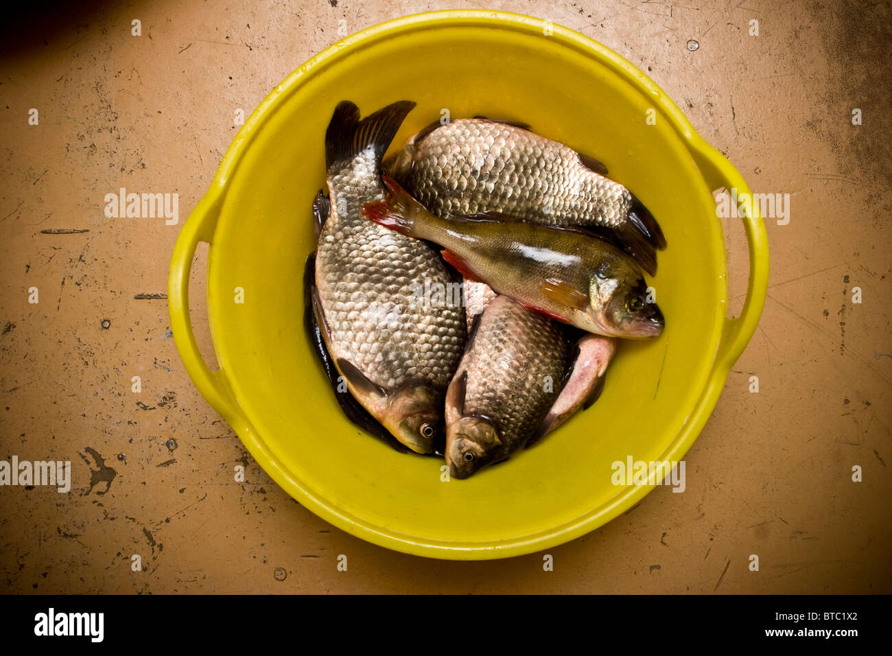 Mucus On Fish High Resolution Stock Photography and Images - Alamy