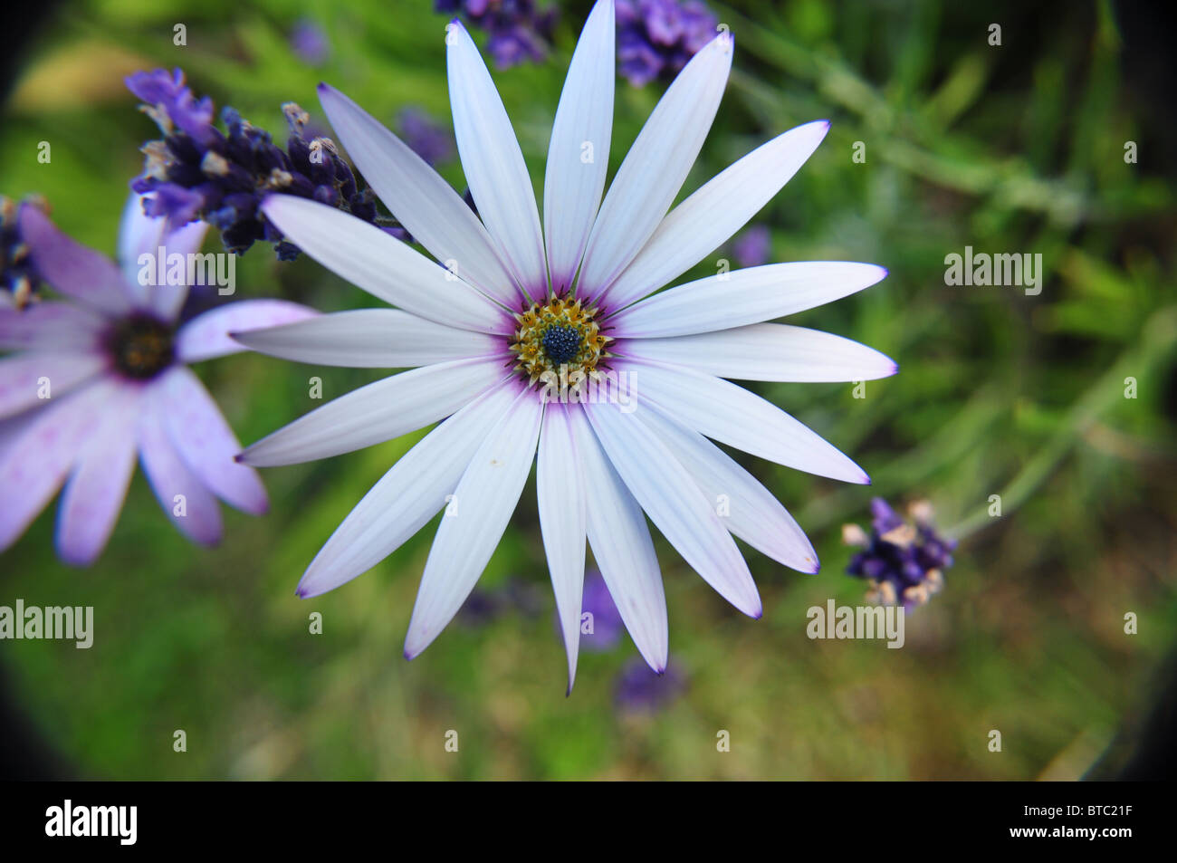 White round flower hi-res stock photography and images - Alamy