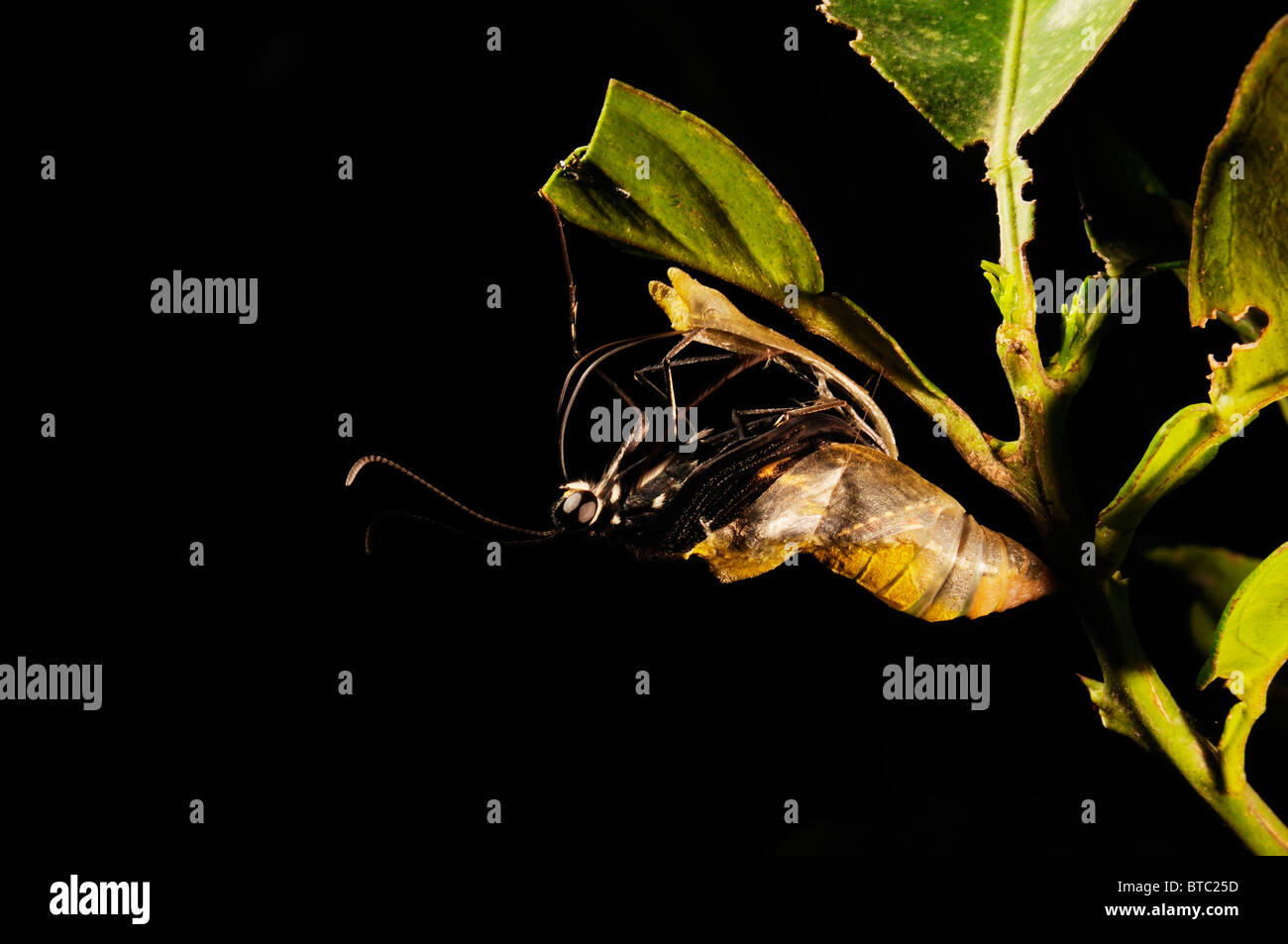 Life cycle of insects hi-res stock photography and images - Alamy